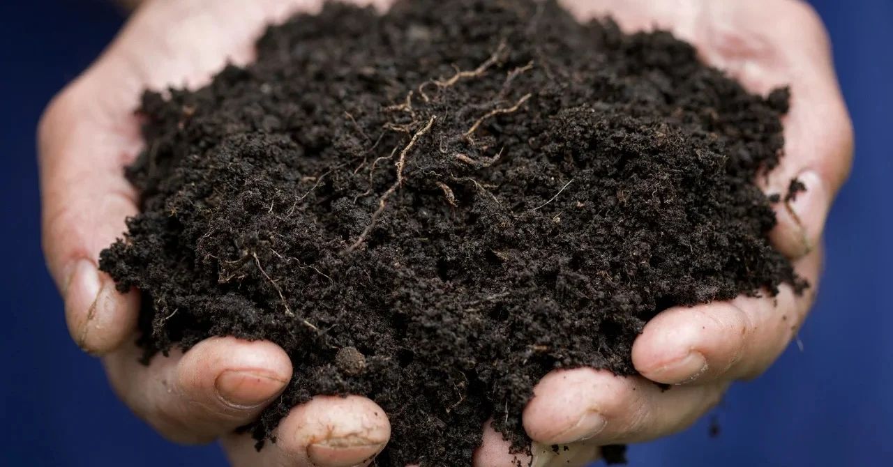 Humus - ziemia, której potrzebują Twoje rośliny | ZaradnaKobieta.pl